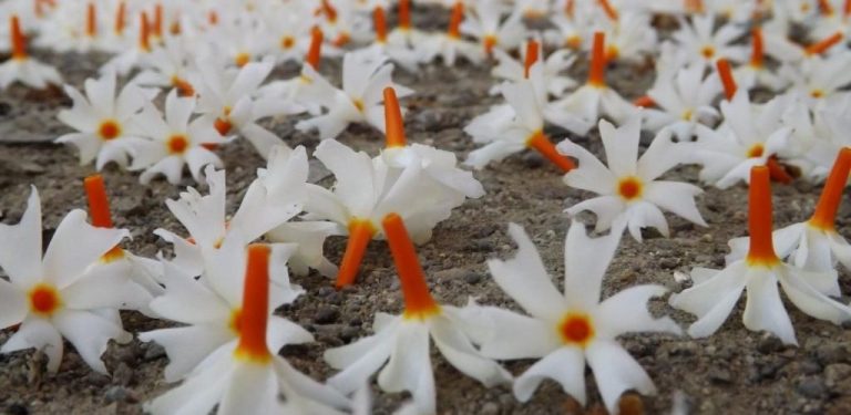 Here's why Parijat/Harsingar plants has incredible heath benefits in ...