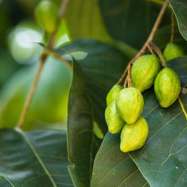 Here's why Haritaki or Harad (Terminalia chebula) is a divine medicinal ...