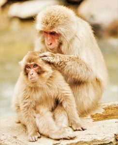 Here's How To Keep Monkeys Away From Your Home, farms and Gardens - My ...