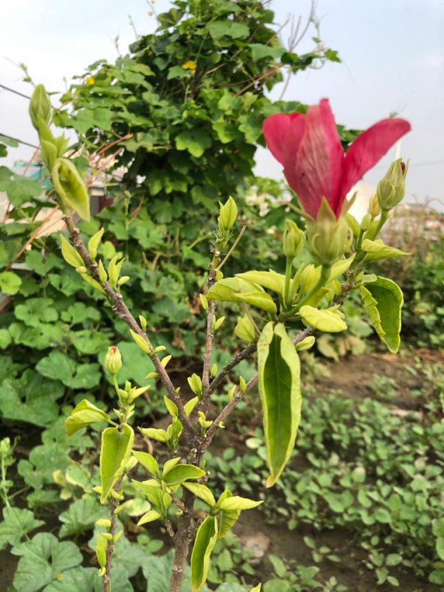 Here’s why Gudhal is a significant medicinal plant in Ayurveda and is ...