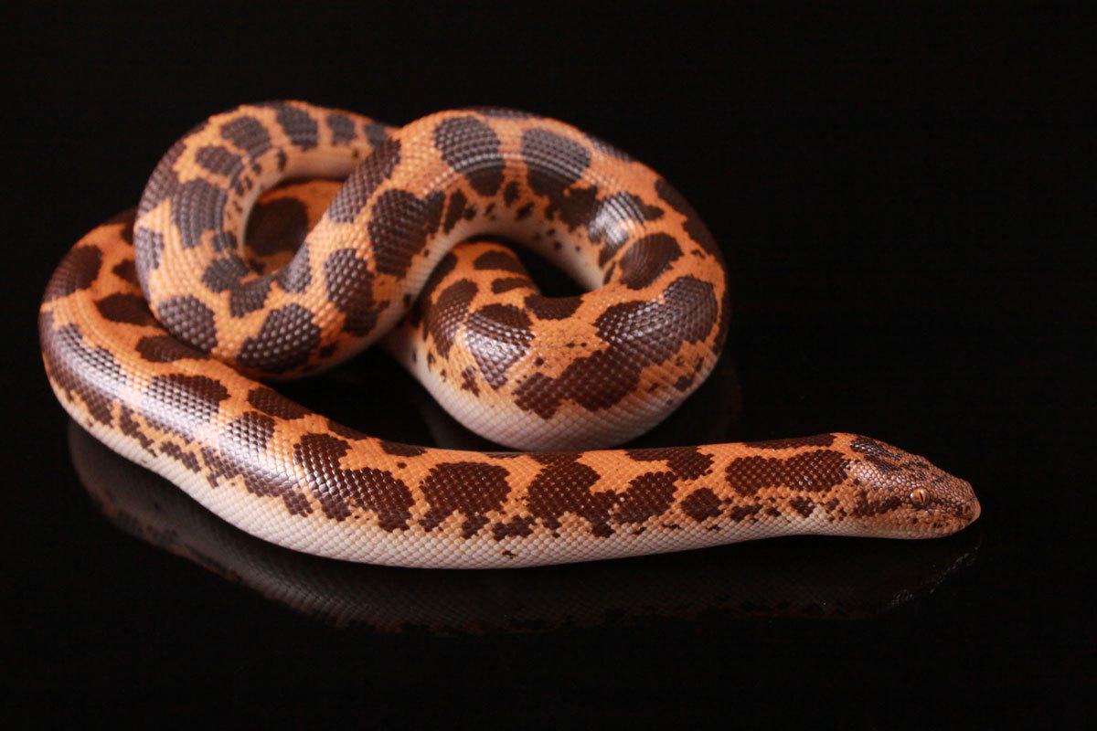 Here's why smugglers eye on non-venomous sand boa? What makes this ...